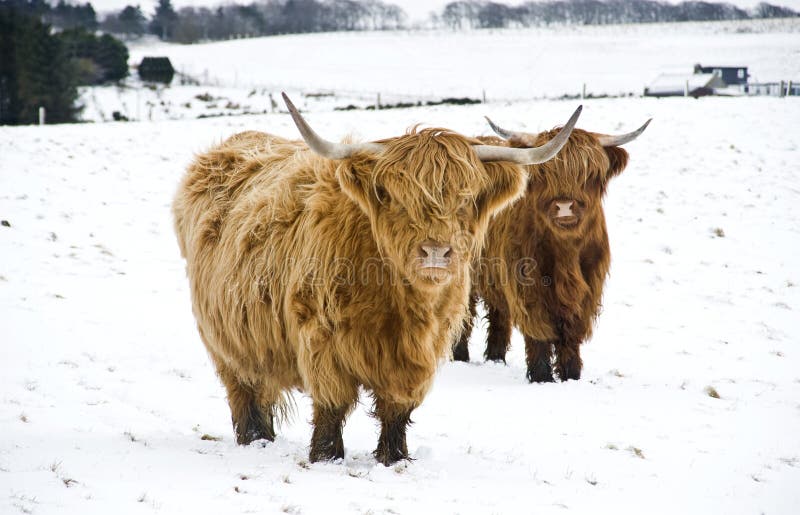 Stags Head in the Scottish Highlands Stock Image - Image of wildlife ...