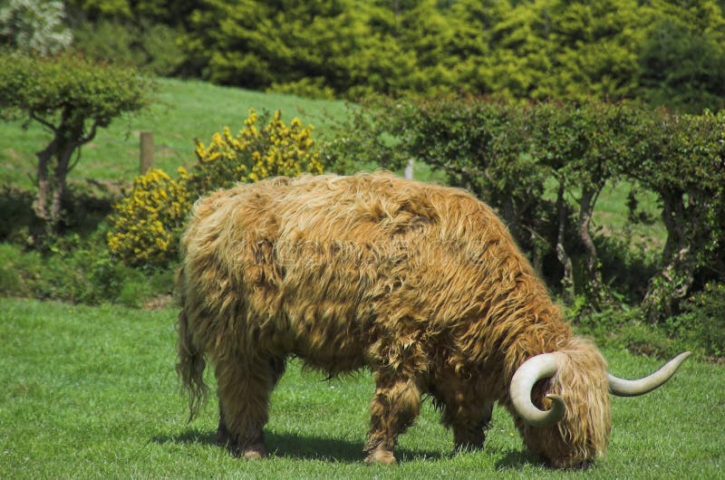 Highland Cow Wire Stock Photos - Free & Royalty-Free Stock Photos from ...