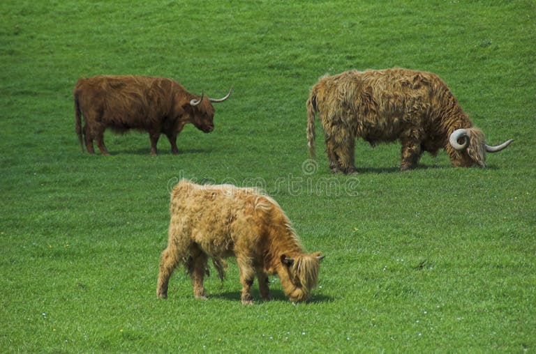 Highland Cow Cakes Wire Stock Photos - Free & Royalty-Free Stock Photos ...