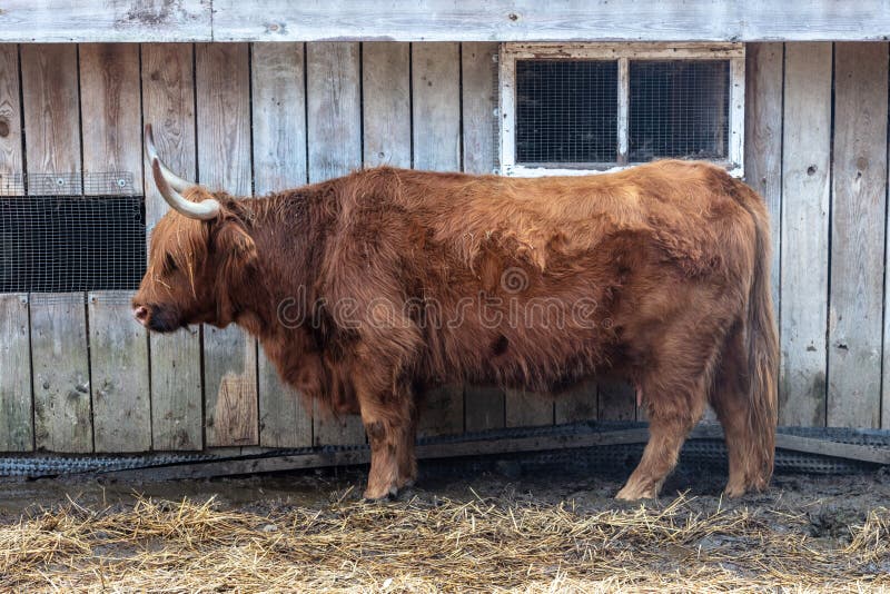 Highland Cattle, Beautiful Cattle with Large Antlers, Side View Stock ...