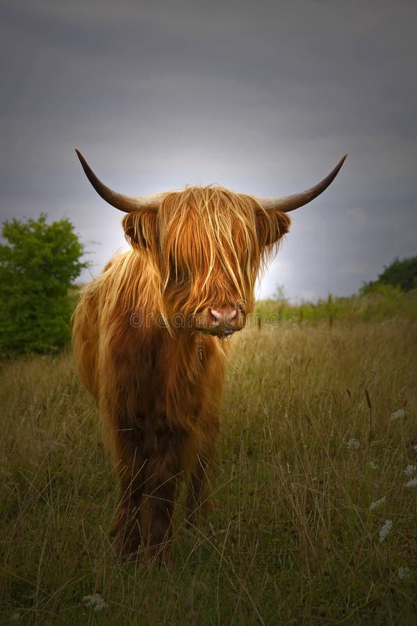 117 Bangs Cattle Stock Photos - Free & Royalty-Free Stock Photos from ...