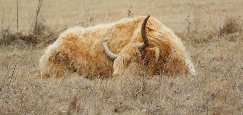 Highland Cattle Blond Horned Coo Resting Asleep in Field Stock Image ...