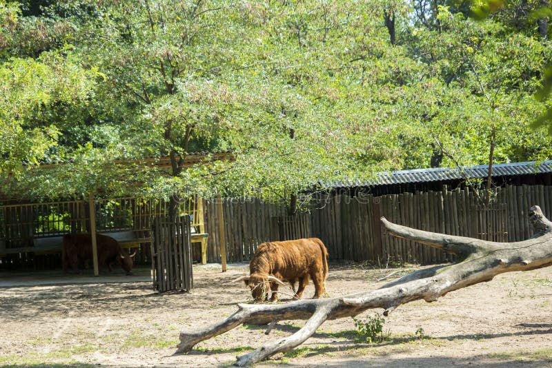 Highland cattle editorial photography. Image of road - 121943582