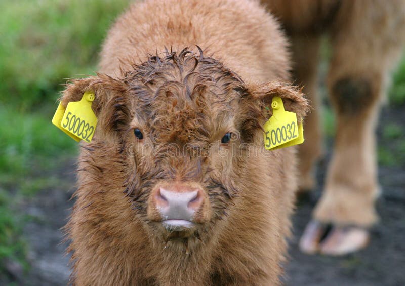 Curly haired cattle stock photo. Image of horned, agriculture - 22233736