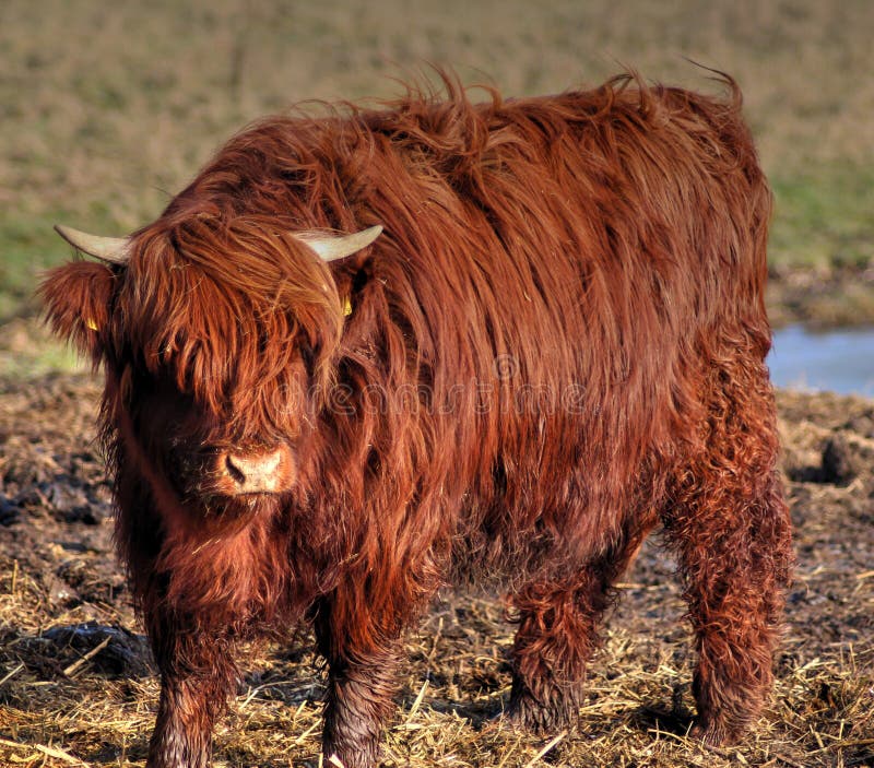 Highland cattle calf stock image. Image of detail, field - 88258181