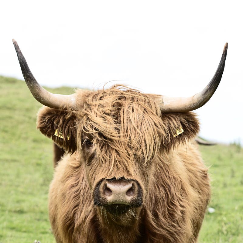 Brown Highland Cow in Square Format Stock Photo - Image of field ...