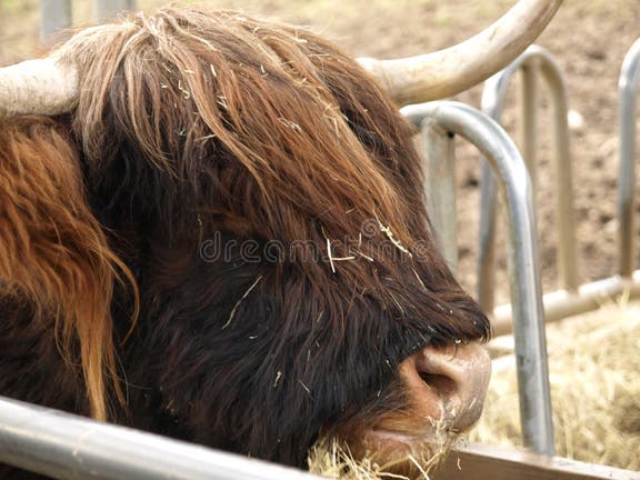 3,940 Highland Cow Head Stock Photos - Free & Royalty-Free Stock Photos ...