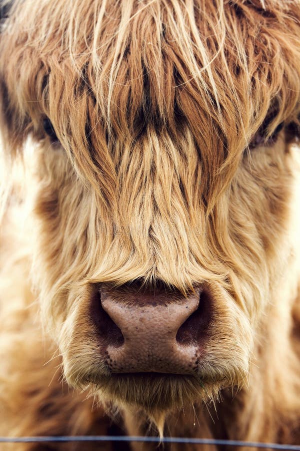 Highland cattle cow. stock image. Image of animal, bovine - 91776489