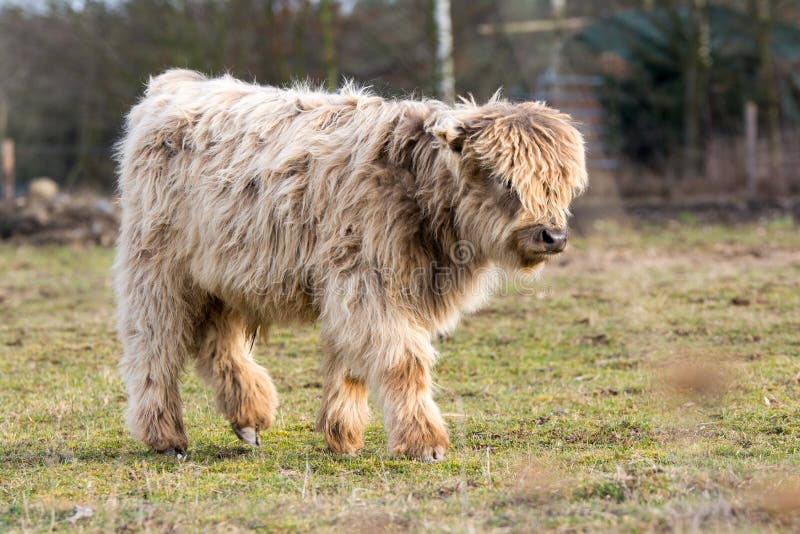 147 Curly Highland Cow Stock Photos - Free & Royalty-Free Stock Photos ...