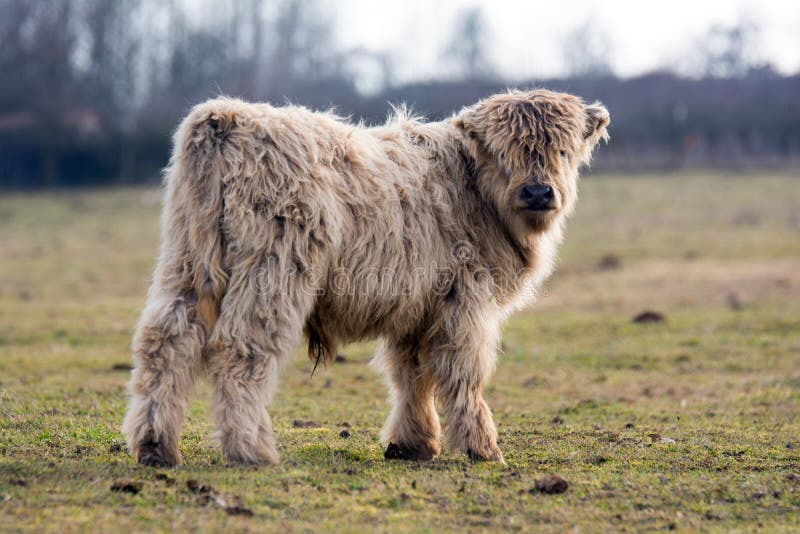 147 Curly Highland Cow Stock Photos - Free & Royalty-Free Stock Photos ...