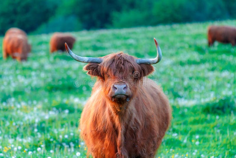 Highland Cattle, Cow with Herd on a Grassy Meadow Stock Photo - Image ...