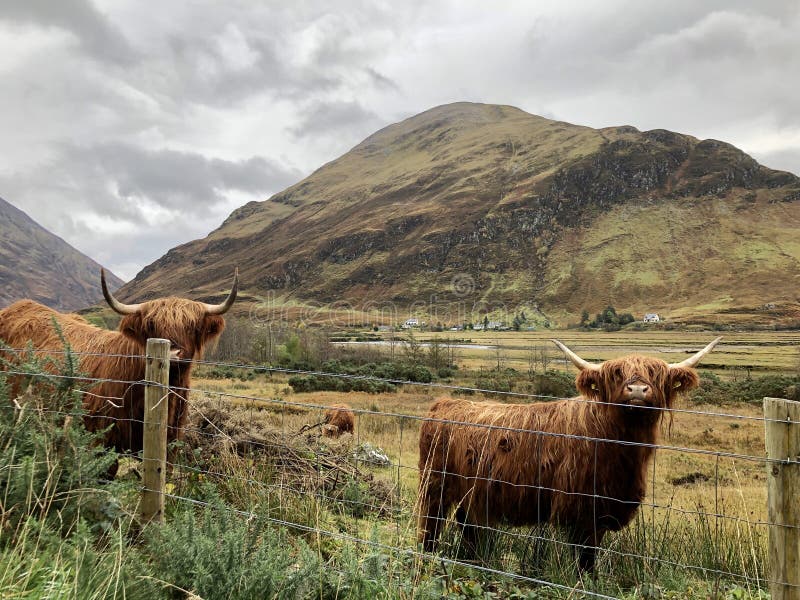 Highland cattle cows stock image. Image of scotland - 209614047