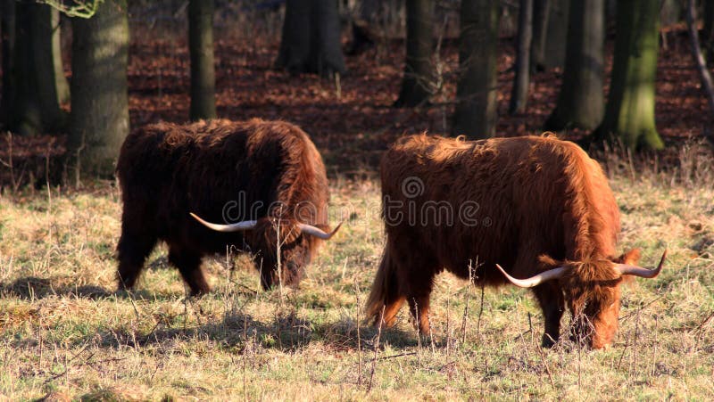 Highland cattle herd stock photo. Image of countryside - 83327140