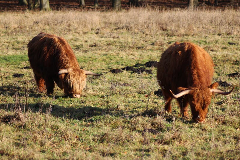 Highland cattle herd stock photo. Image of juvenile, forest - 83327192