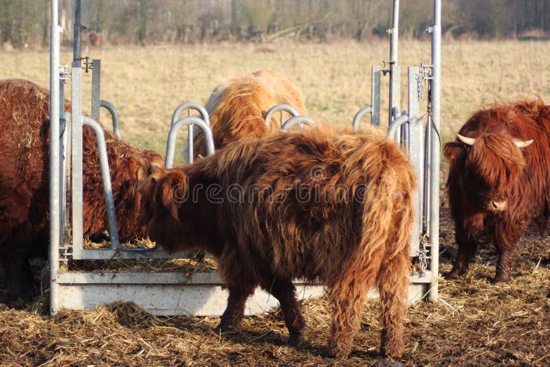Highland cattle herd stock photo. Image of livestock - 84945880