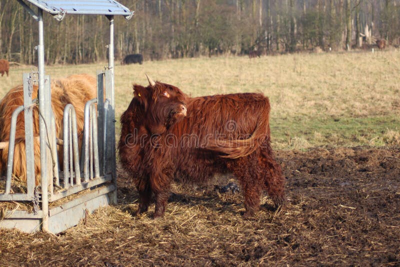 Highland cattle herd stock image. Image of horn, meadow - 84972029