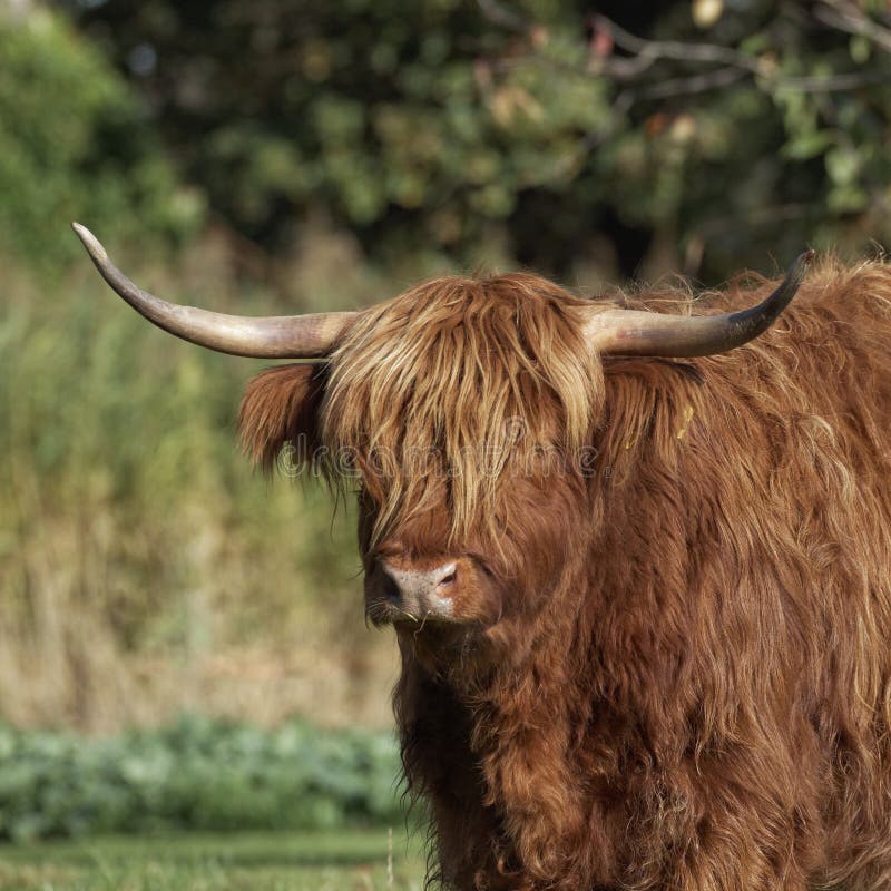 Highland Cattle, Kyloe stock photo. Image of pasture - 37897782