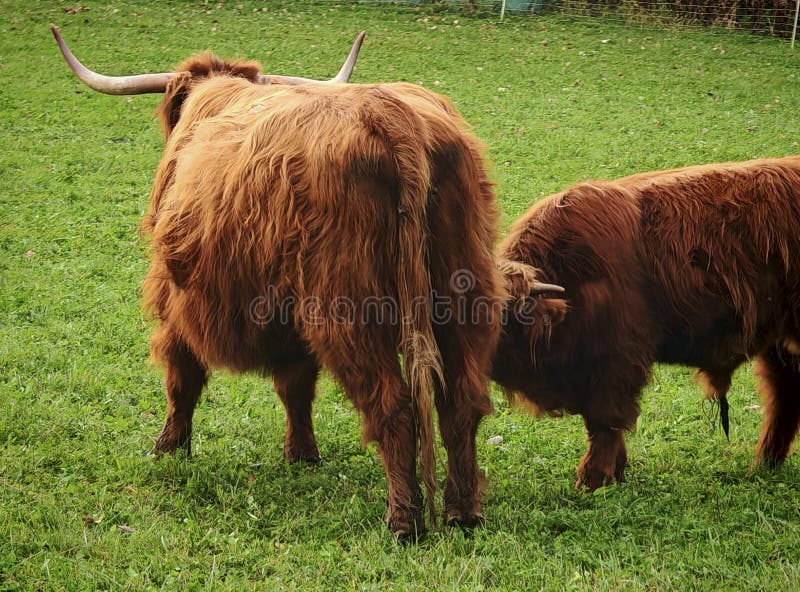 The Highland Cattle or Kyloe in the Open Stock Photo - Image of cowshed ...