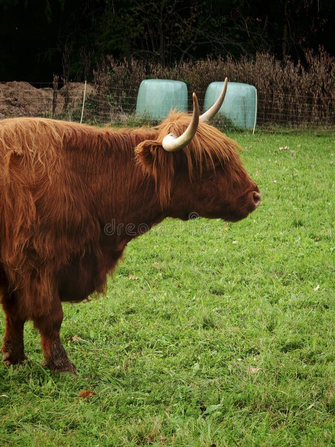 The Highland Cattle or Kyloe in the Open Stock Image - Image of product ...