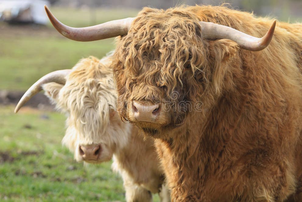 Highland Cattle Pair stock image. Image of highland, animals - 13542993