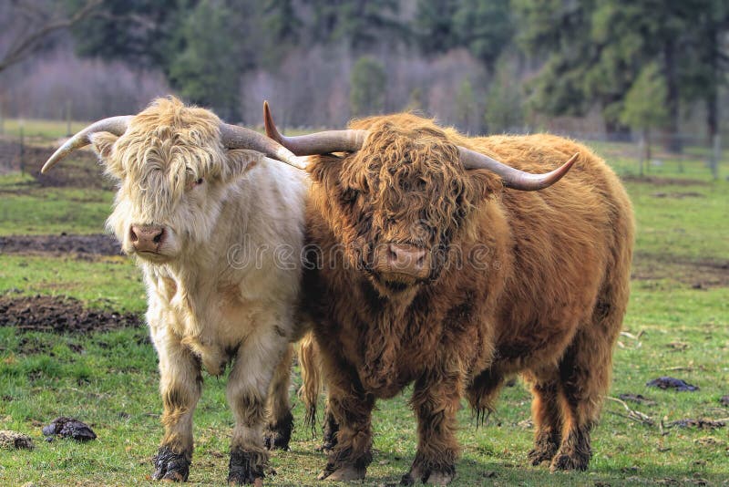 Highland Cattle Pair stock photo. Image of countryside - 39001326