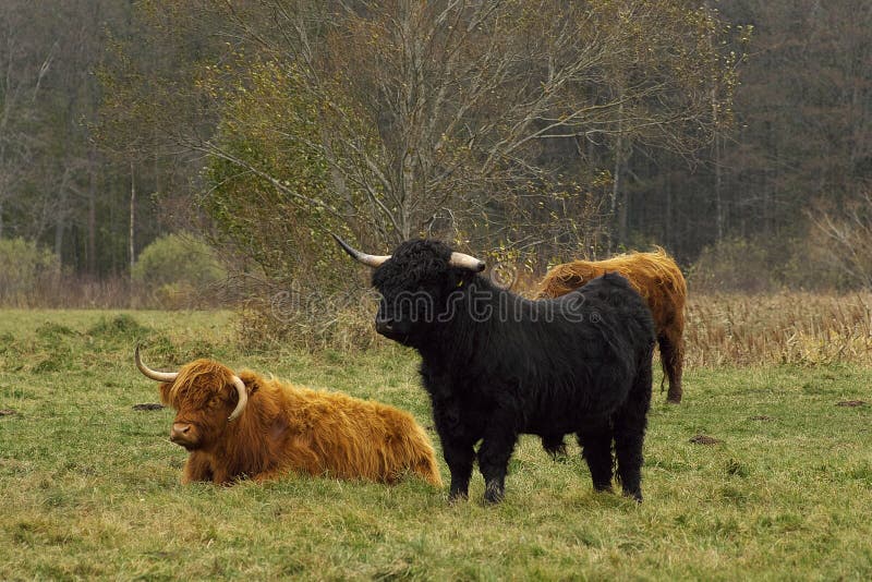 Highland Cattle on Pasture in Autumn Stock Image - Image of head ...