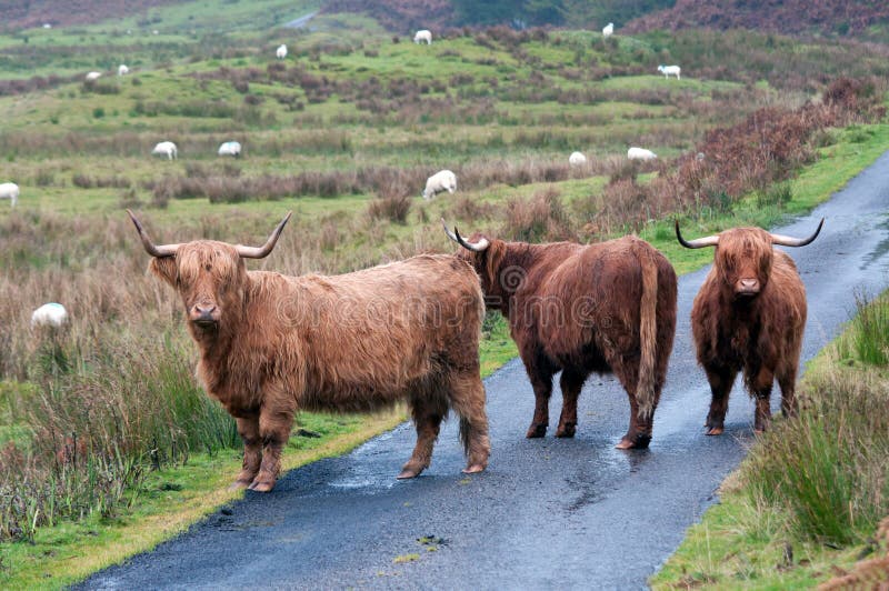 Grazing Highland Cow in Isle of Skye in Scotland Stock Photo - Image of ...