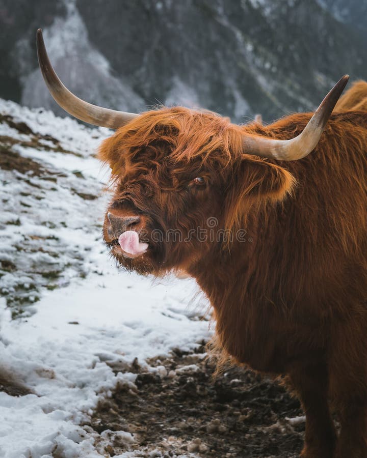 Highland Cattle Standing in Background of Snow Covered Mountains Stock ...
