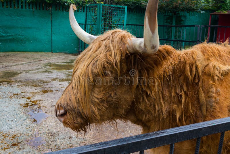 Highland cattle at the zoo stock photo. Image of cute - 129052564