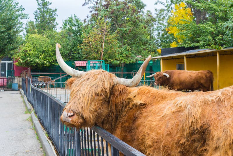 Highland cattle at the zoo stock photo. Image of cute - 129052564