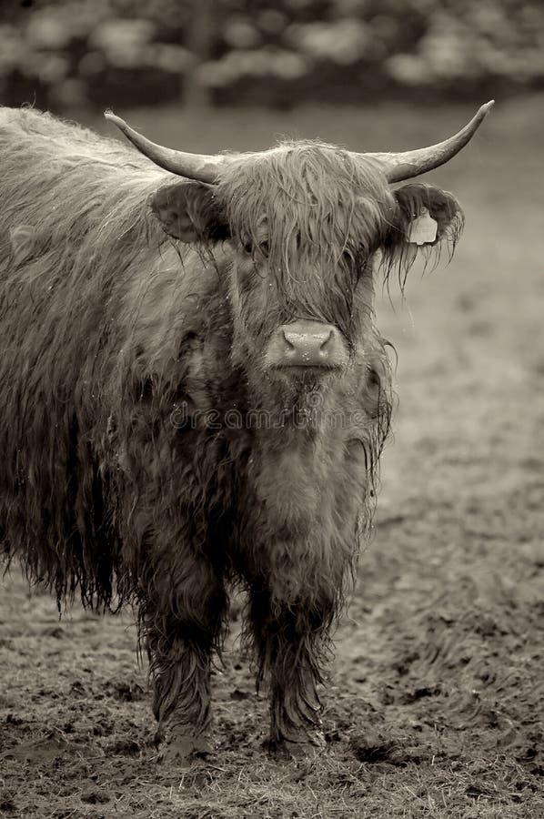 Highland cow stock image. Image of beef, hair, expression - 1582895