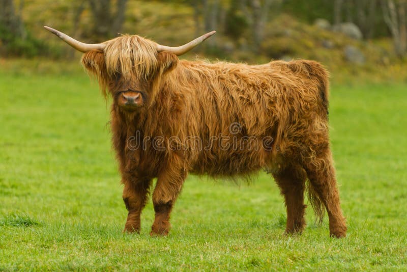 Highland cow stock image. Image of scottish, kyloe, cattle - 21433213