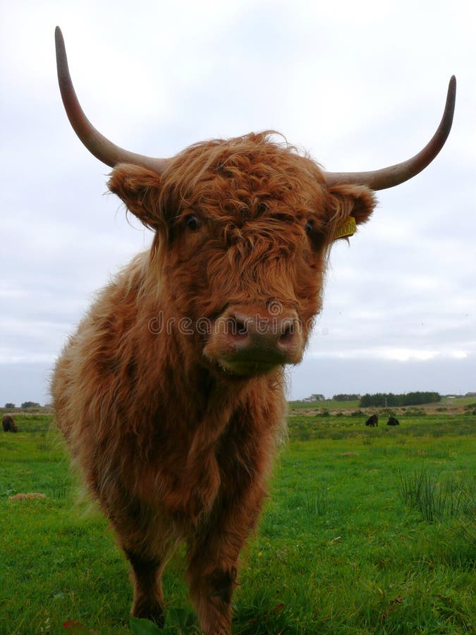 Highland Cow stock image. Image of bovine, look, coat - 3330917