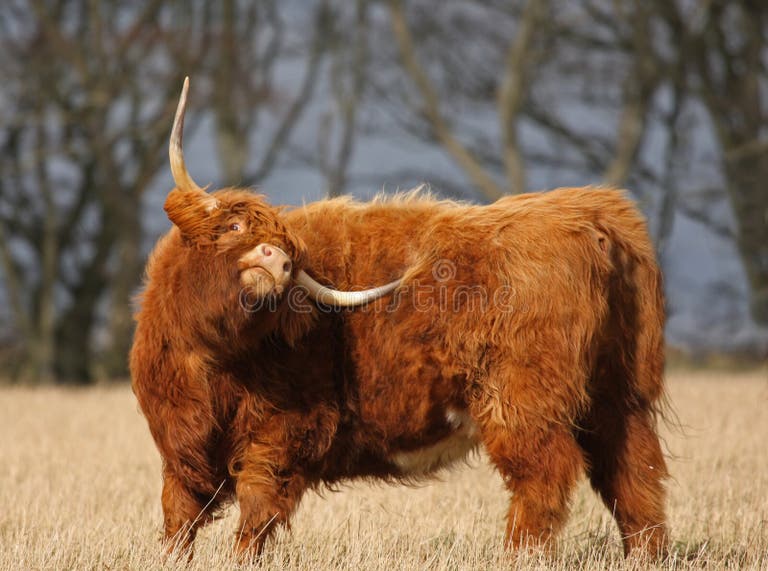 3,940 Highland Cow Head Stock Photos - Free & Royalty-Free Stock Photos ...