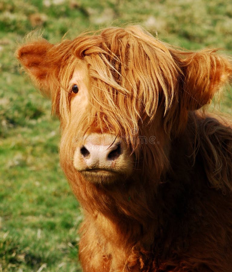 Curly Haired Cattle Stock Photos - Free & Royalty-Free Stock Photos ...