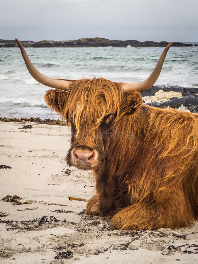 Highland Cow on Beach stock photo. Image of mammal, horns - 29678810