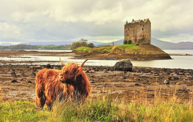 Highland Cattle at Castle Stalker, Scotland Stock Photo - Image of ...