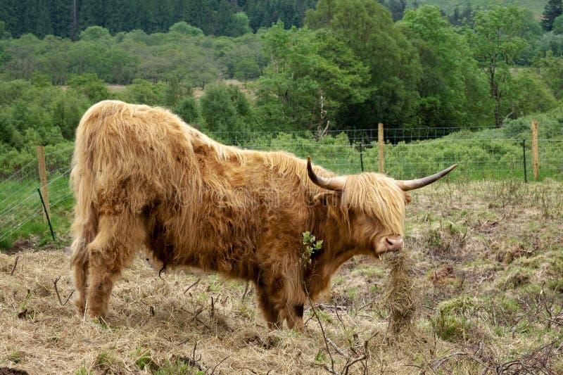 Highland Cow eating grass stock image. Image of scottish - 323027943