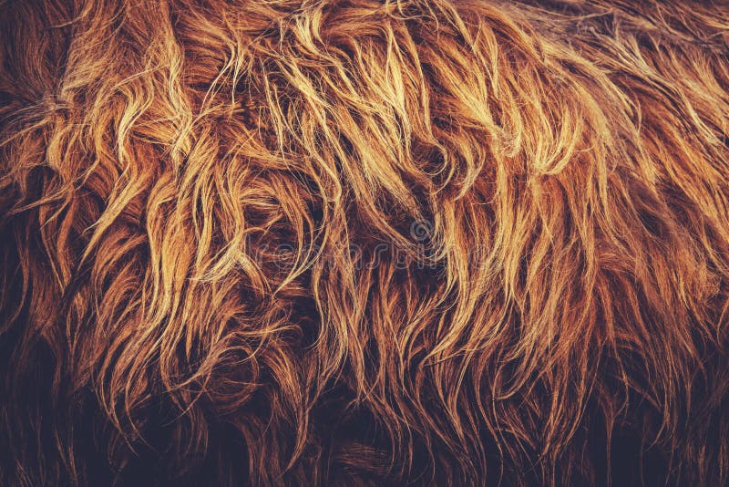 Highland Cow Fur stock image. Image of meat, coat, beef - 111491125