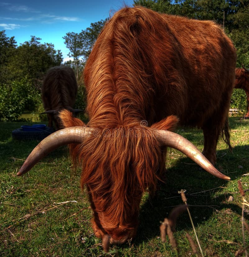 Highland cow HDR stock photo. Image of grass, beef, alone - 12254728