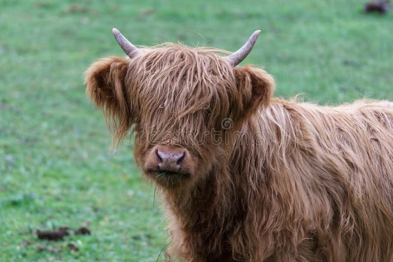 The Highland cow stock photo. Image of horns, farm, rustic - 275657670