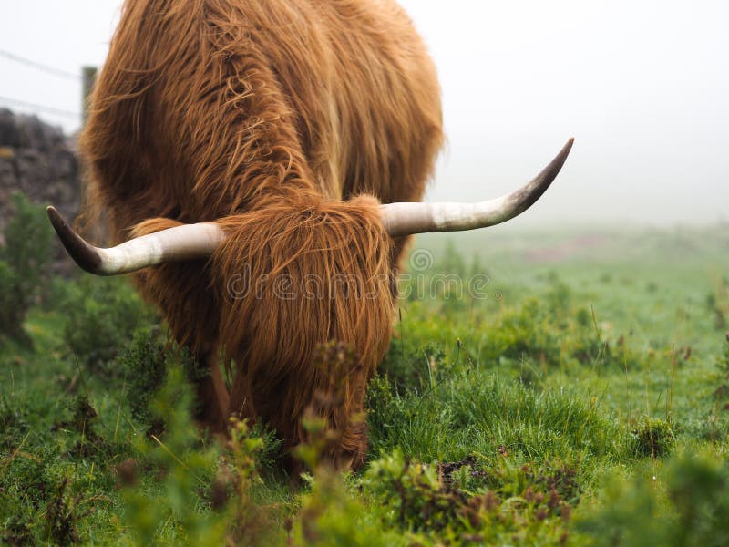 Highland Cow in the Mist stock photo. Image of outside - 65724486