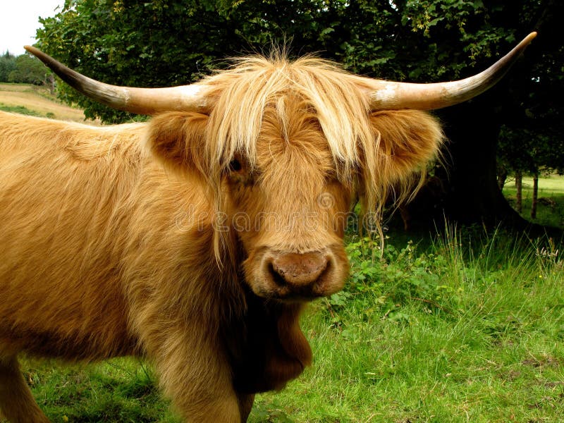 Fringe of highland barley stock photo. Image of asian - 26076906