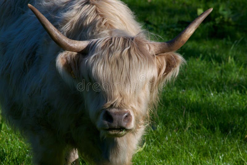 Pollock Country Park Stock Photos - Free & Royalty-Free Stock Photos ...