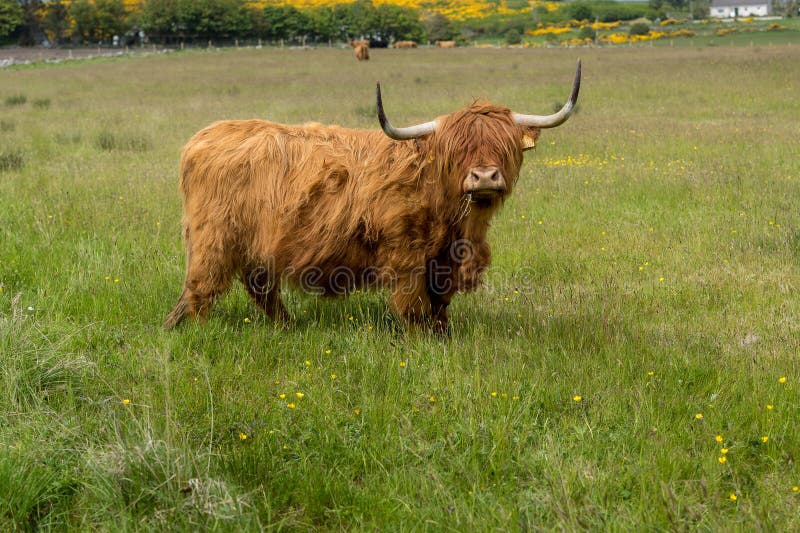 Scottish Buffalo, Highlander Stock Image - Image of field, face: 14792709