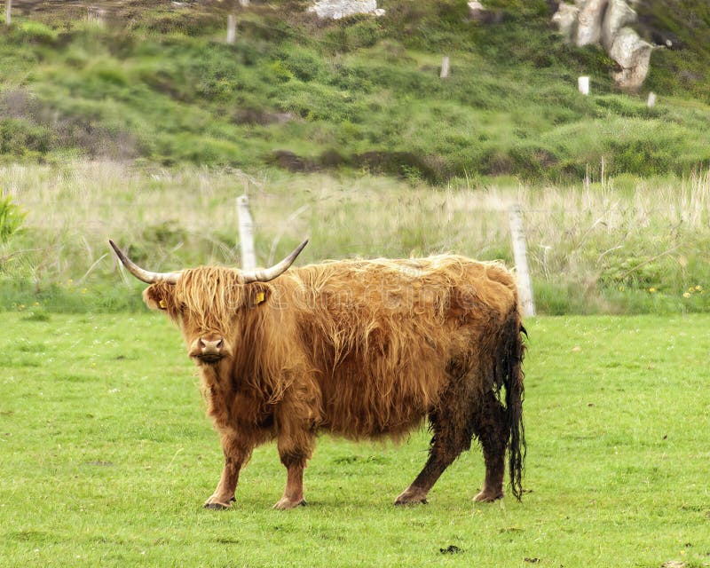 Highland Cow. Not in Scotland but in Ireland Stock Photo - Image of ...