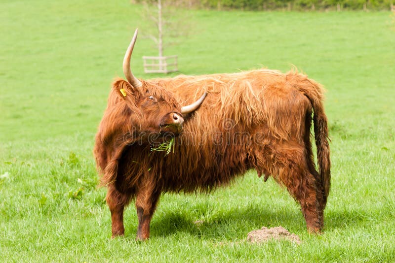 Highland Cow Scratching with Horn Stock Image - Image of hair, pasture ...