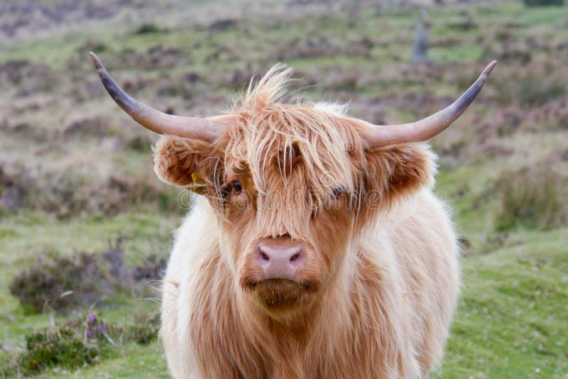 3,936 Animal Cow Side Photos - Free & Royalty-Free Stock Photos from ...