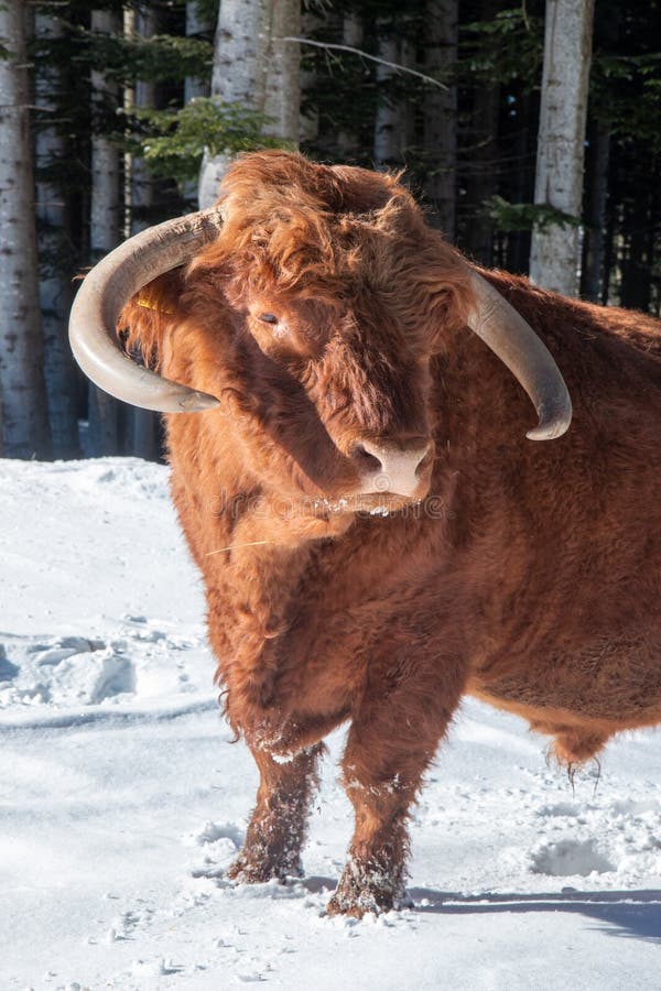 Highland Cow Typical of Northern Scotland Stock Image - Image of ...