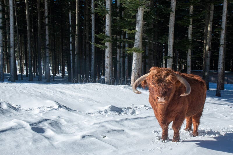 Highland Cow Typical of Northern Scotland Stock Image - Image of ...